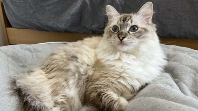 アンビエントラウンジ|お洒落で人気の猫用ベッドが超おすすめ!【レビュー】 すまちゃん
